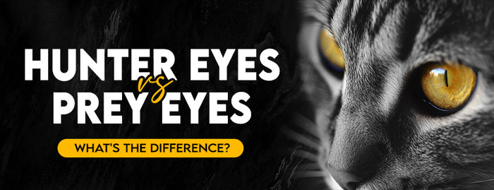 Hunter Eyes Vs. Prey Eyes | PinkyParadise.com